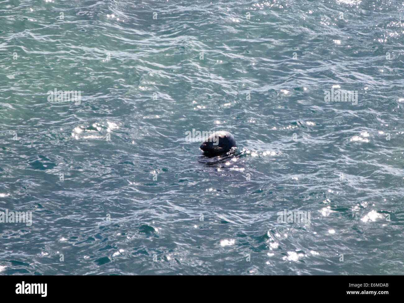 An Atlantic grey seal of Lizard Point Cornwall England UK Stock Photo ...