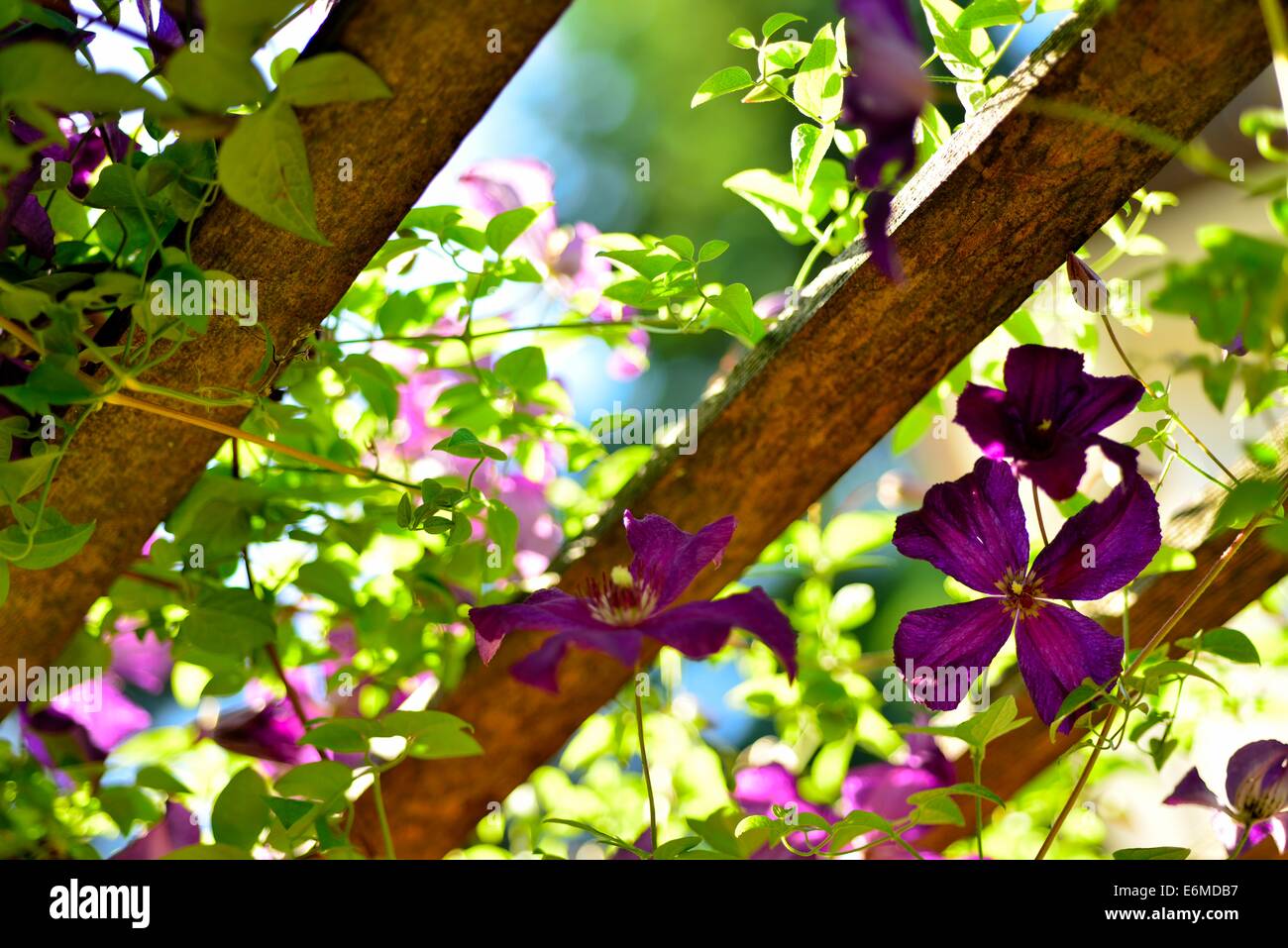 Clematis. Blossoming clematis flowing over top a garden trellis Stock ...