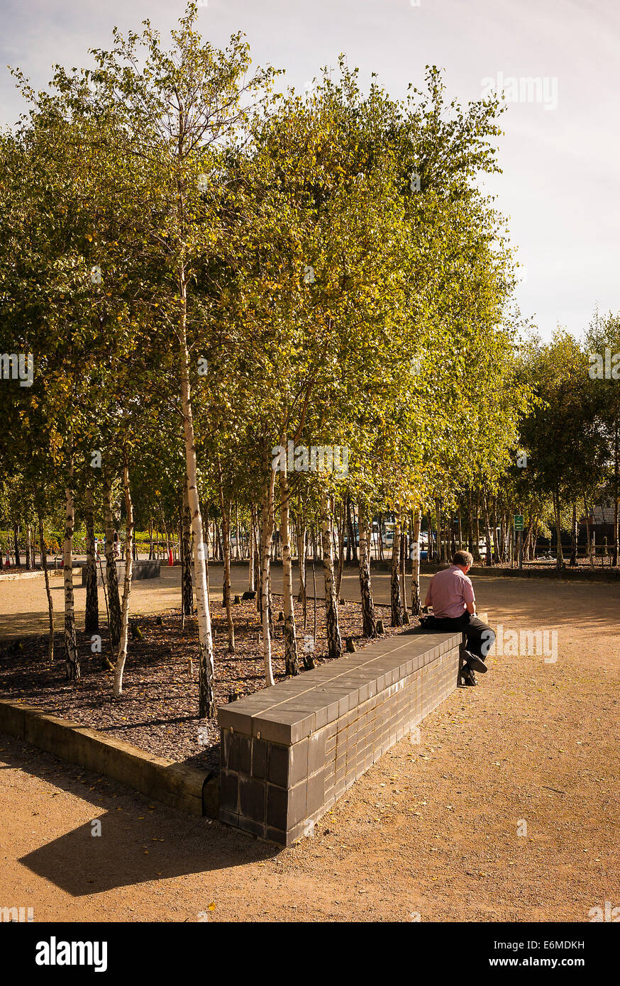 Silver birch trees garden uk hi-res stock photography and images - Alamy