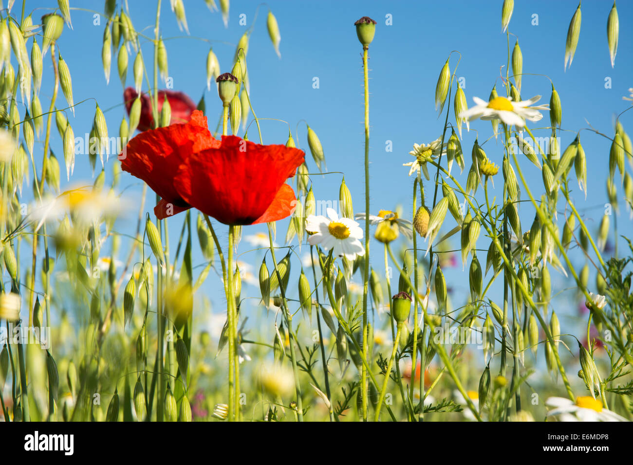 Wild flowers in a wheat field Stock Photo - Alamy