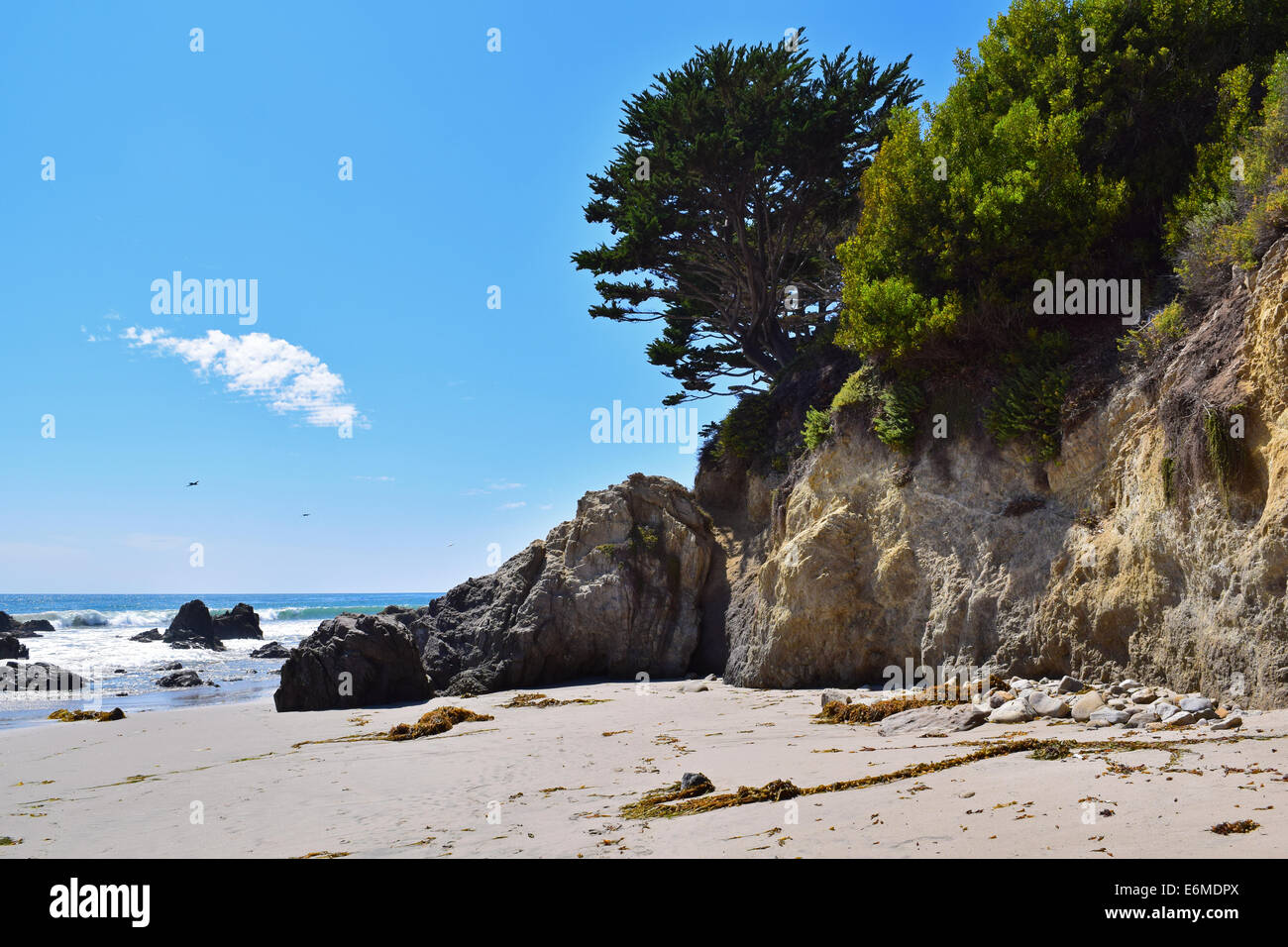 Malibu trees hi-res stock photography and images - Alamy