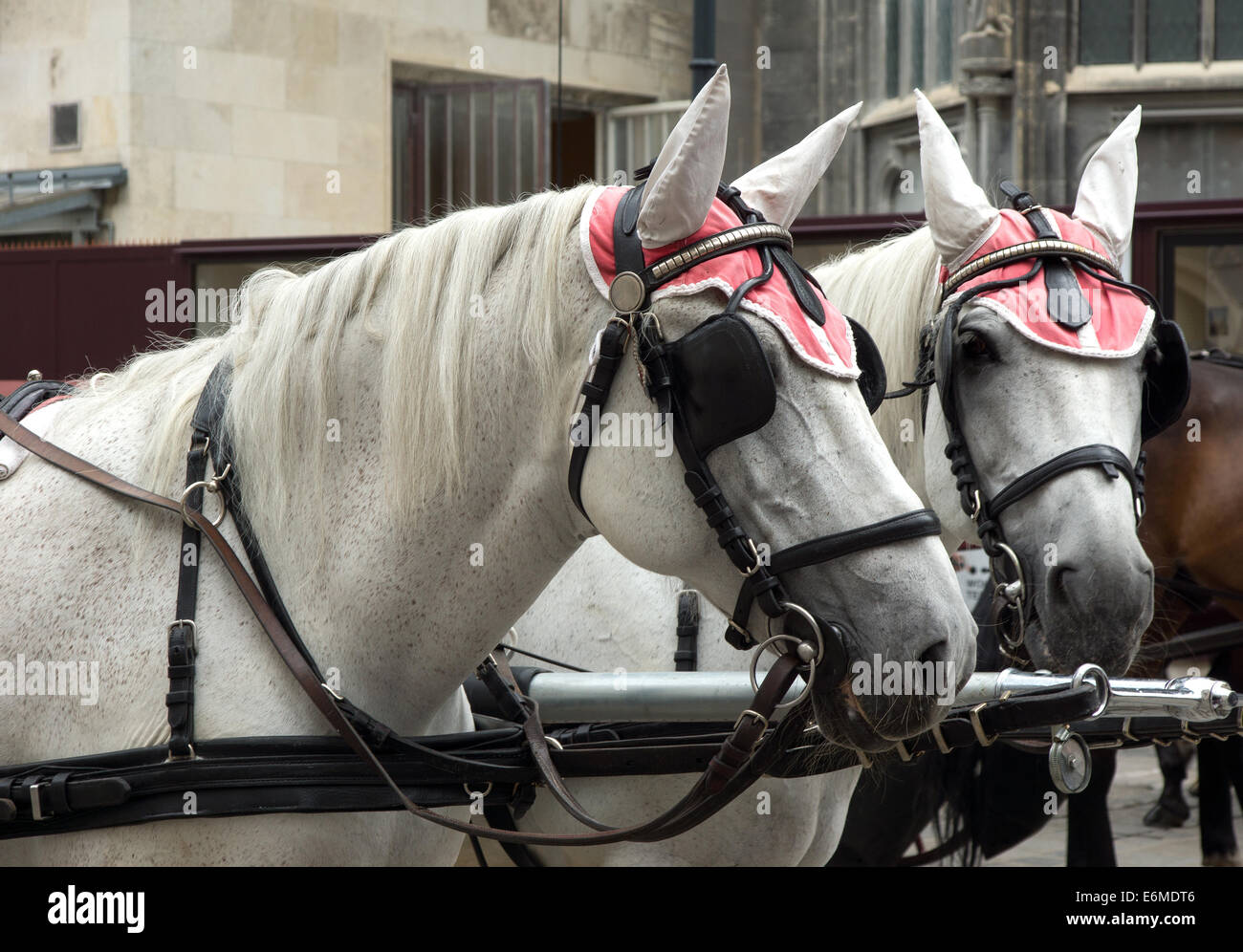 Tradition horses hi-res stock photography and images - Alamy