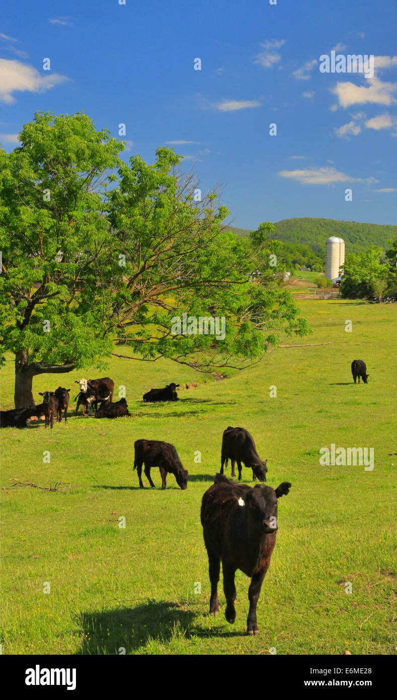 Cows Grazing near Briery Branch in the Shenandoah Valley of Virginia ...