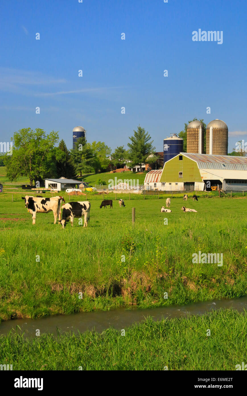 Dairy cows in the barn hi-res stock photography and images - Alamy