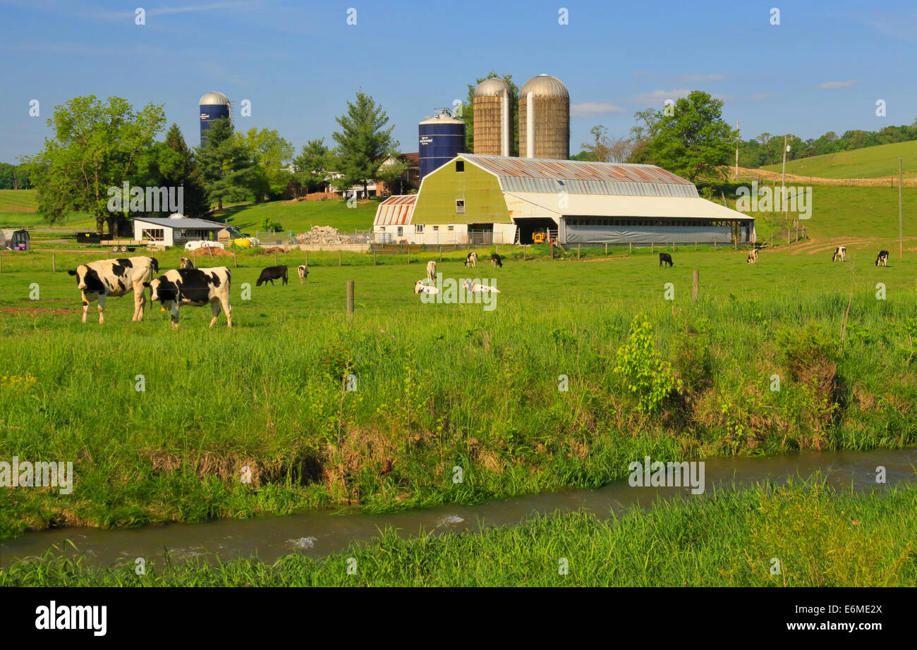 Cows Grazing near Ottobine in the Shenandoah Valley of Virginia, USA ...
