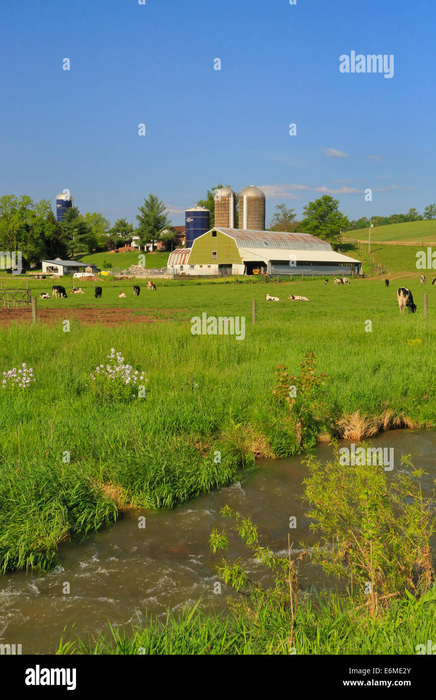 Cows Grazing near Ottobine in the Shenandoah Valley of Virginia, USA ...