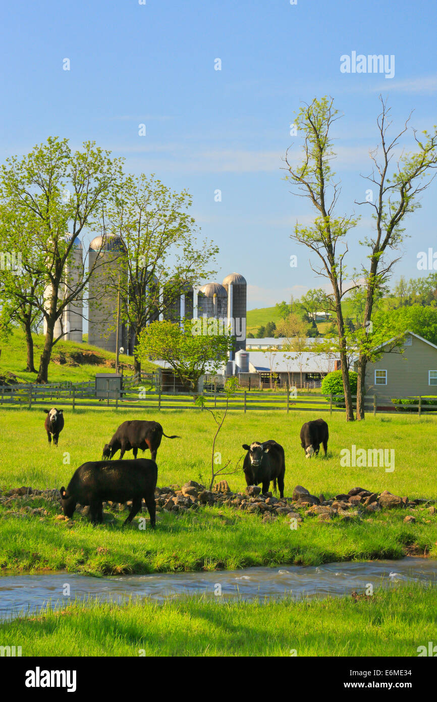 Cows Grazing near Ottobine in the Shenandoah Valley of Virginia, USA ...