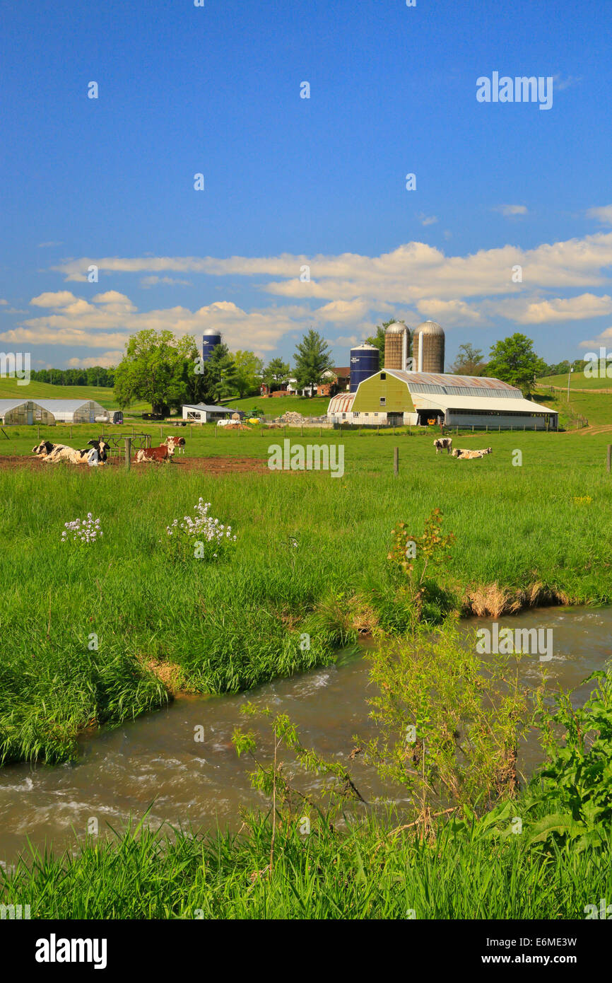 Cows Grazing near Ottobine in the Shenandoah Valley of Virginia, USA ...