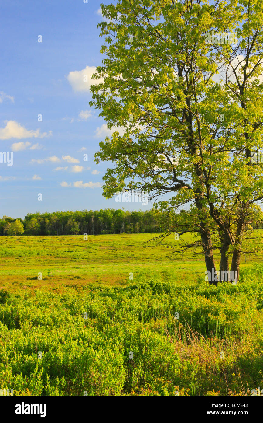 Big Meadows, Shenandoah National Park, Virginia, USA Stock Photo - Alamy