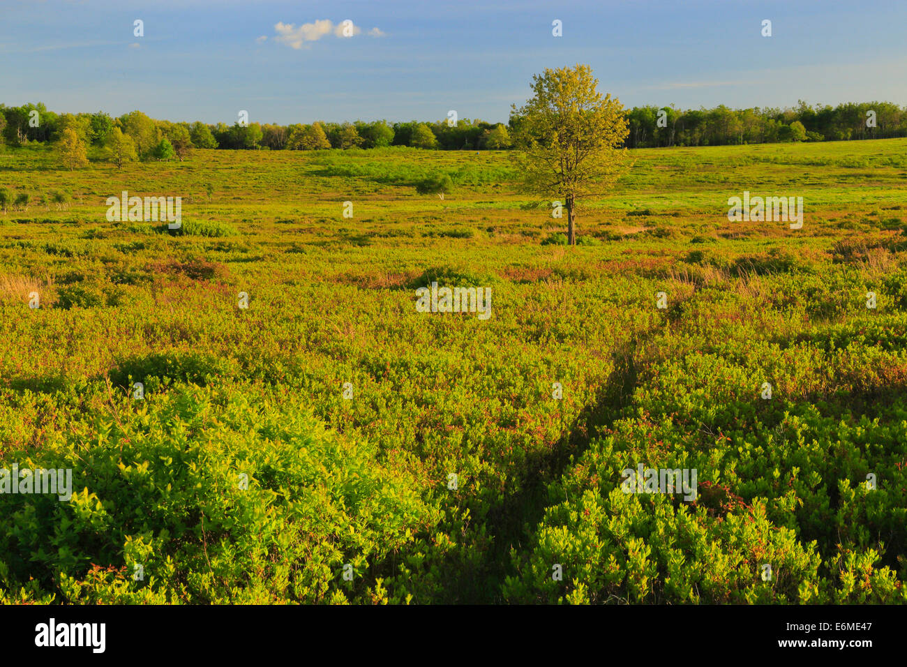Big Meadows, Shenandoah National Park, Virginia, USA Stock Photo - Alamy
