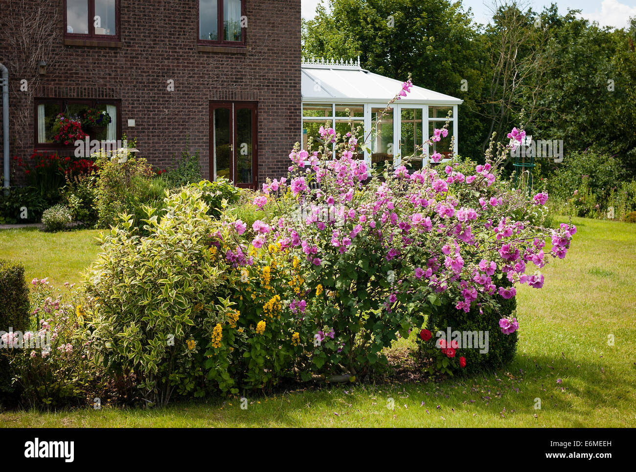 Lavatera features in flower bed in a rural garden Stock Photo - Alamy
