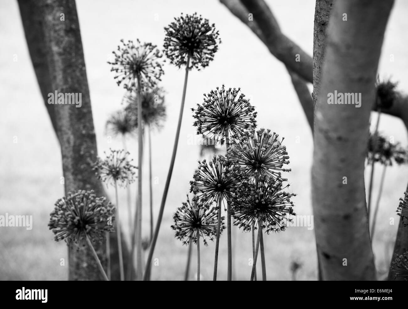 silhouette of alliums Stock Photo - Alamy