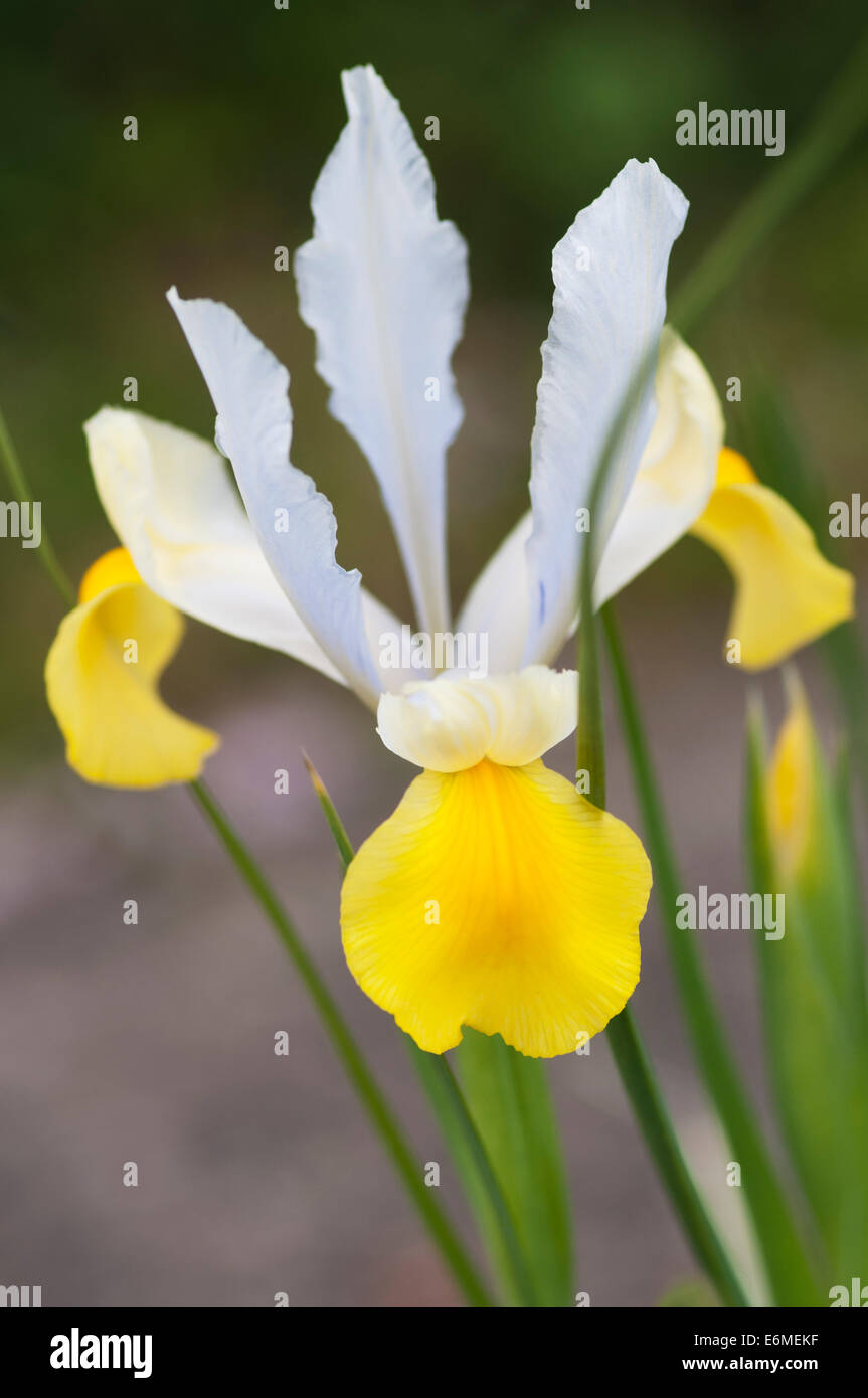 IRIS HOLLANDICA APOLLO Stock Photo - Alamy