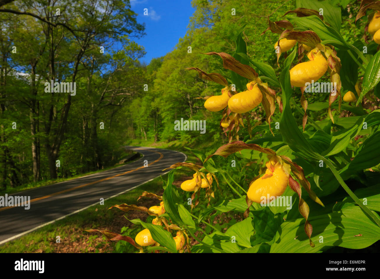 Lady slippers drive hi-res stock photography and images - Alamy