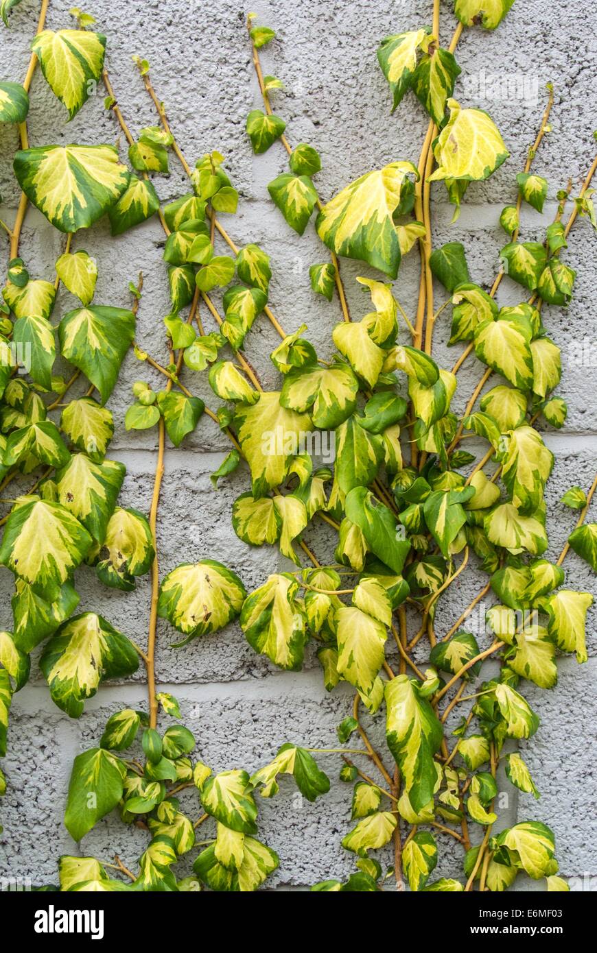 Variegated wall hi-res stock photography and images - Alamy