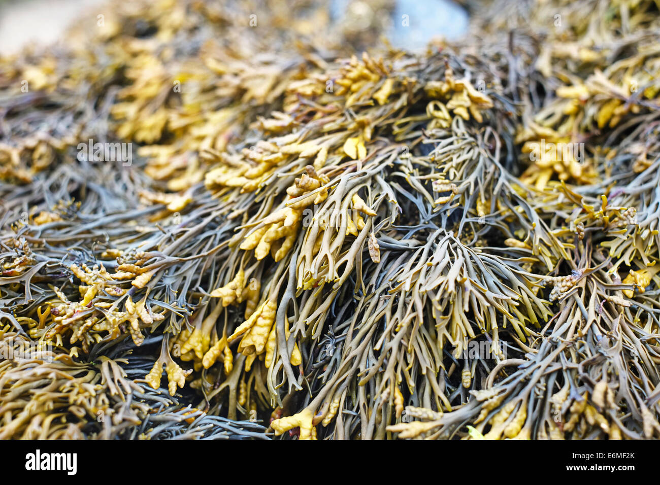 Seaweed on rocks at low tide in Rhosneigr, Anglesey, North Wales, UK ...