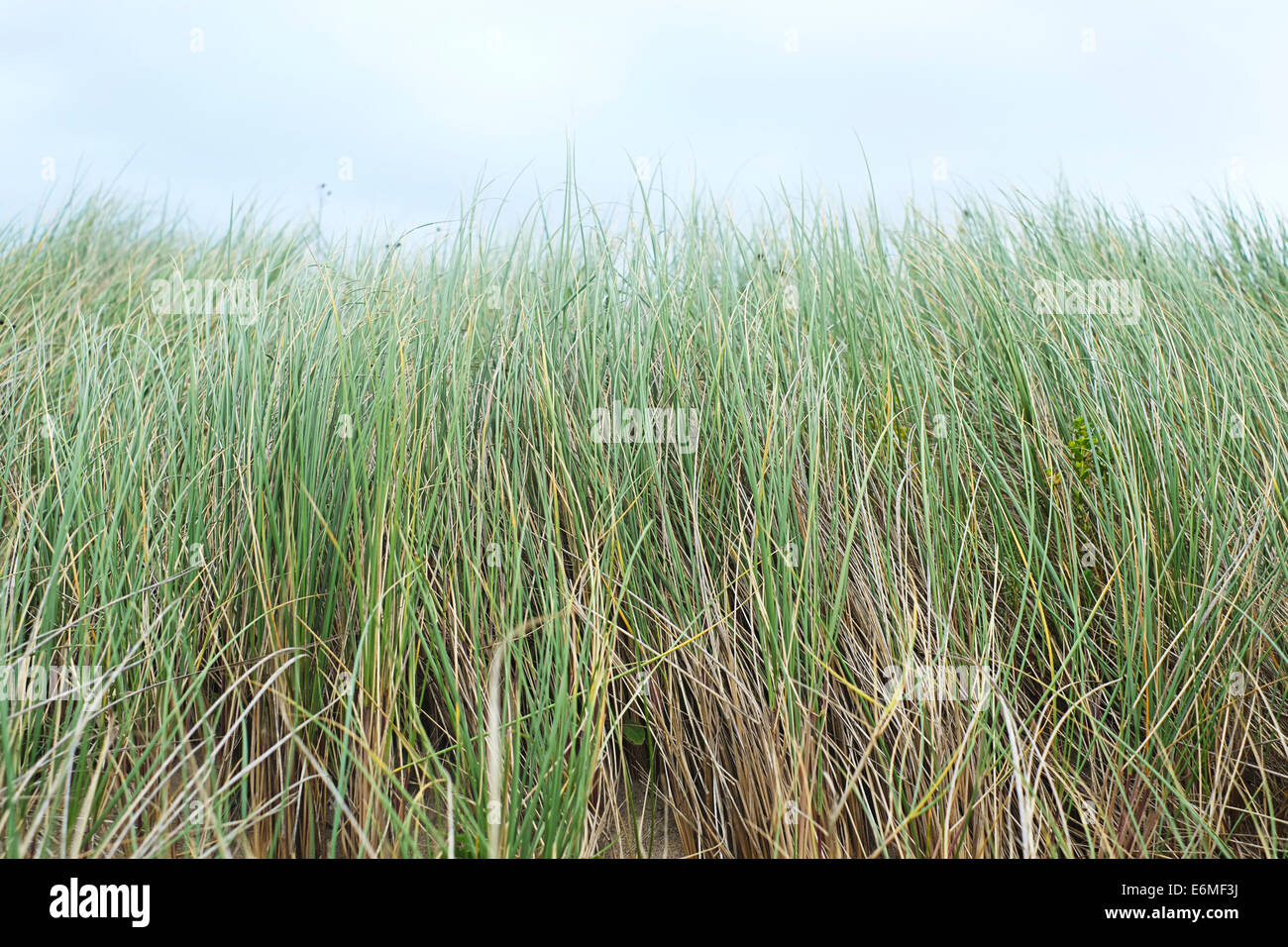 Sand with grass hi-res stock photography and images - Alamy