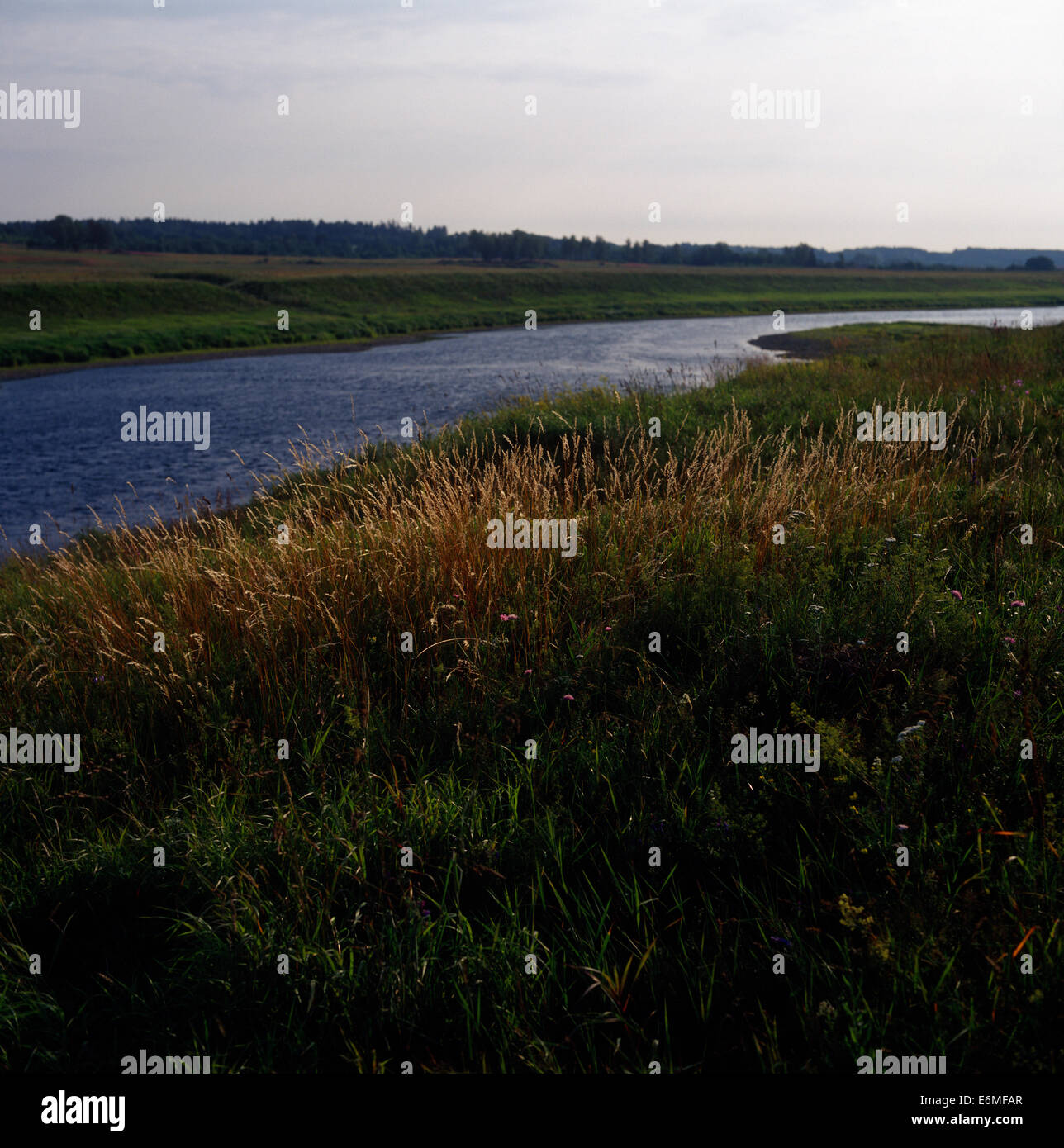 Bush grass (Calamagrostis epigeios) on a riverside Stock Photo - Alamy
