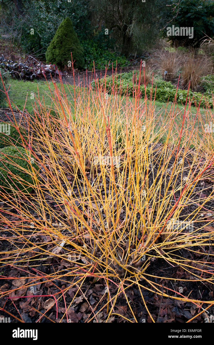 Cornus sanguinea midwinter fire hi-res stock photography and images - Alamy