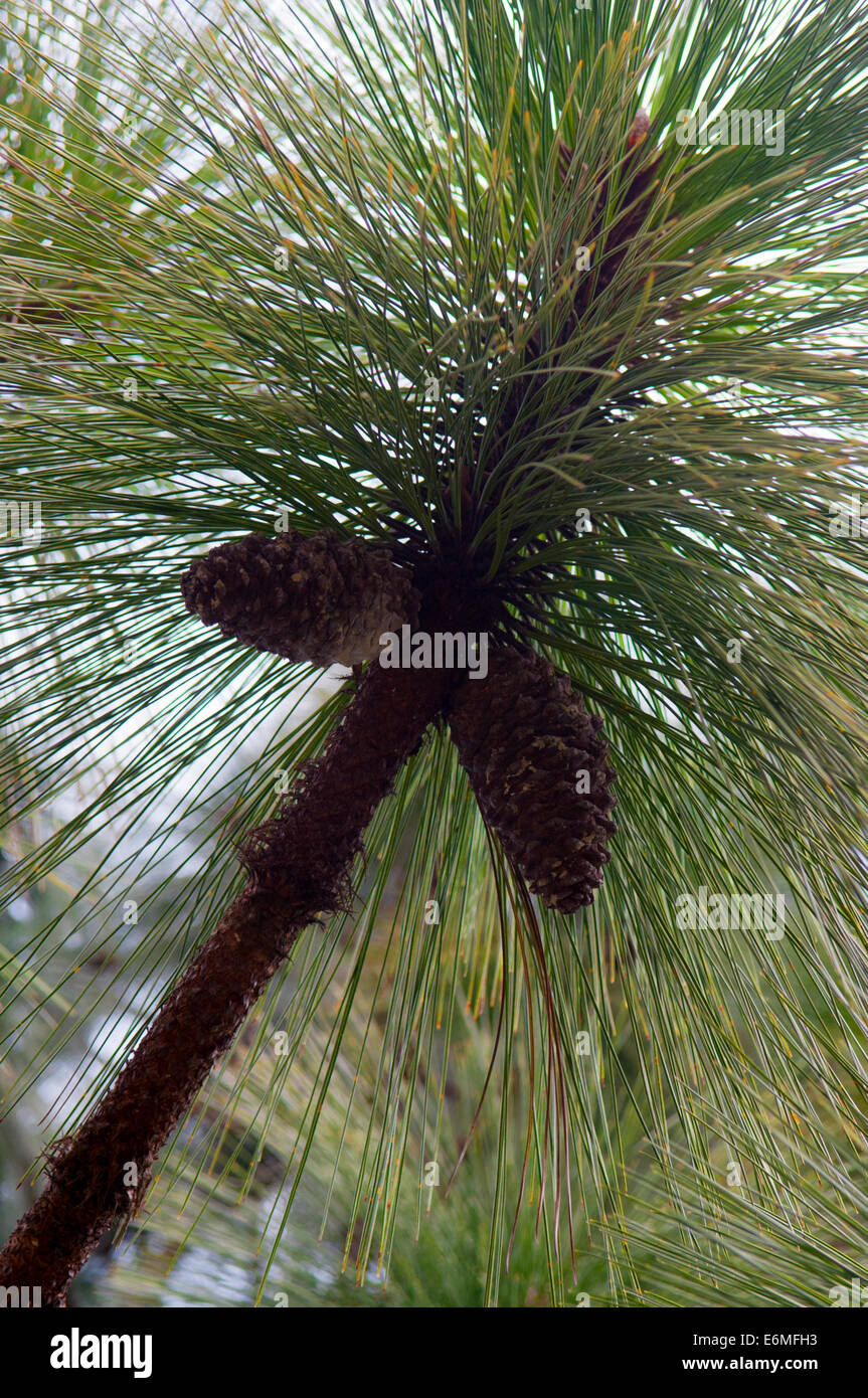 Engelmannii hi-res stock photography and images - Alamy