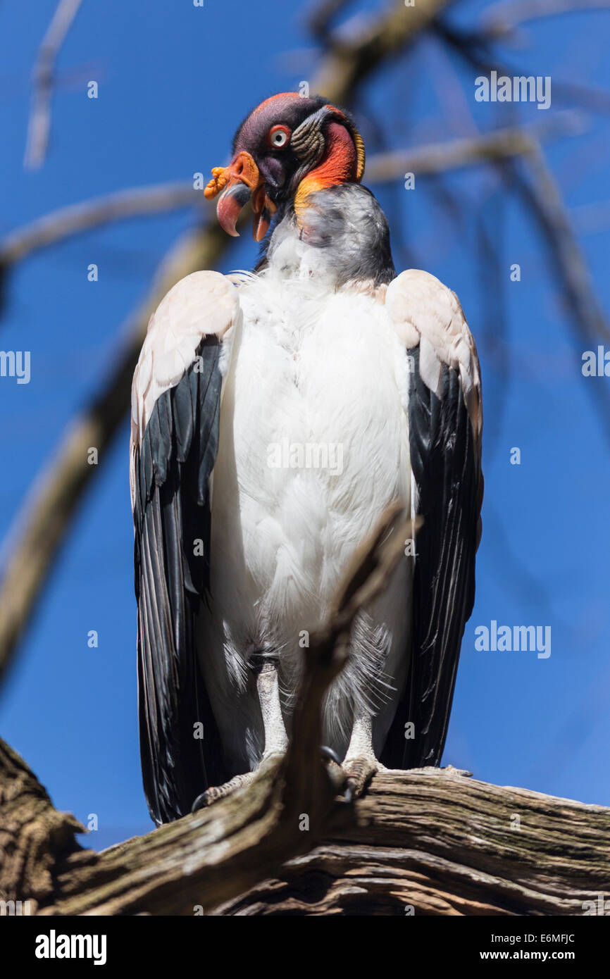 A King Vulture (Sarcoramphus papa), in the Vulture enclosure at the ZSL ...