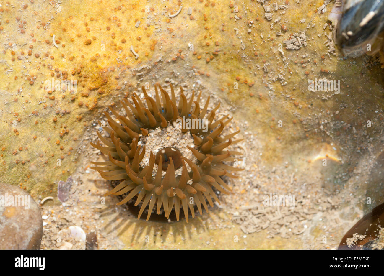 Fully open Beadlet Anemone (Actinia equina) in a rock pool at ...