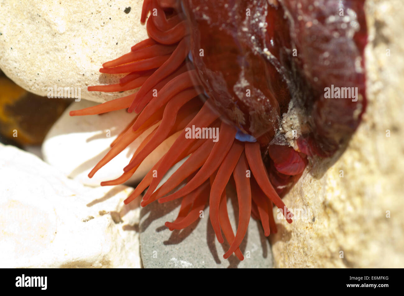 Beadlet anemone red sea anemone hi-res stock photography and images - Alamy