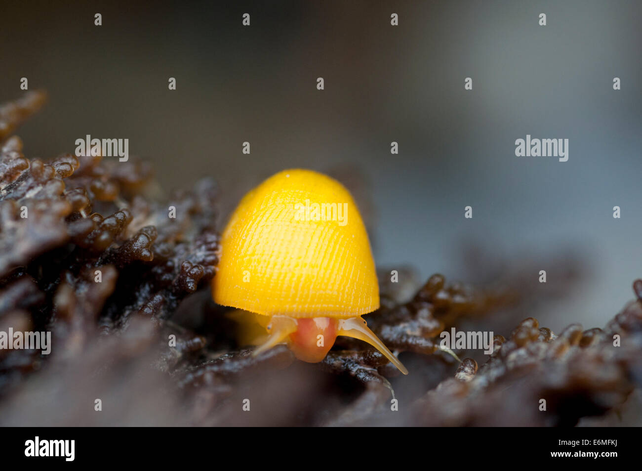 Yellow flat Winkle (Littorina obstusata) grazing on Pepper Dulse ...