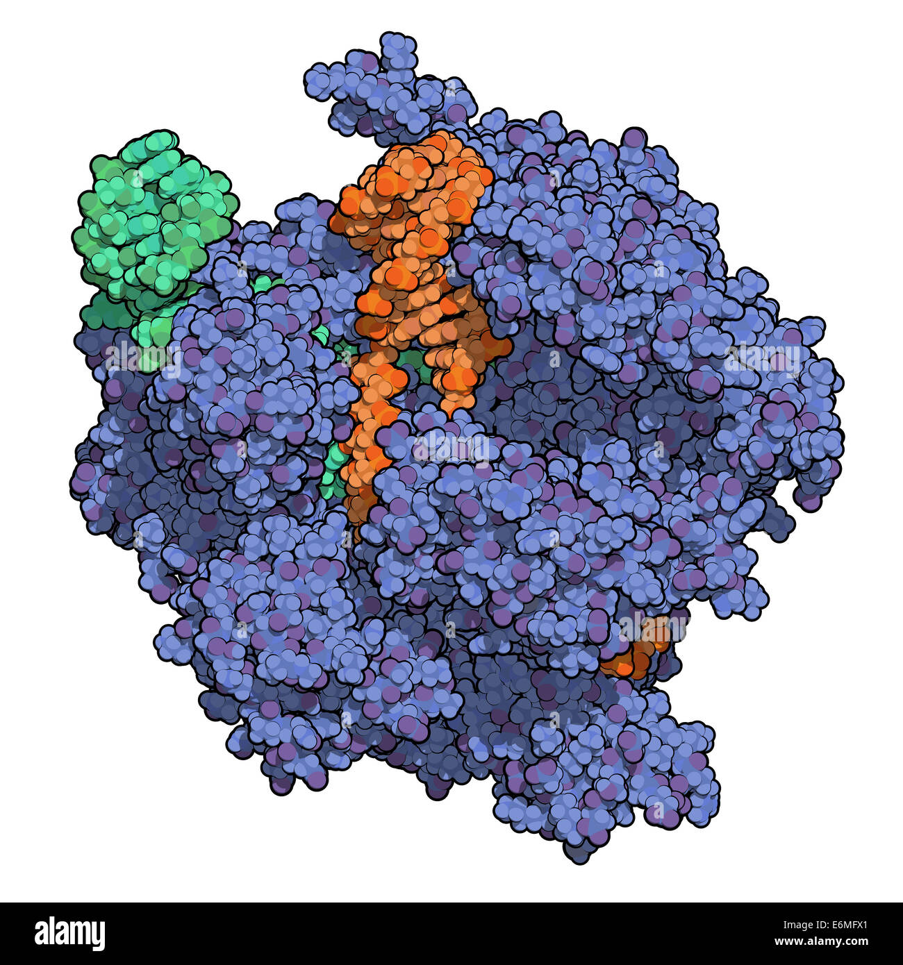 CRISPR-CAS9 gene editing complex from Streptococcus pyogenes. The Cas9 ...
