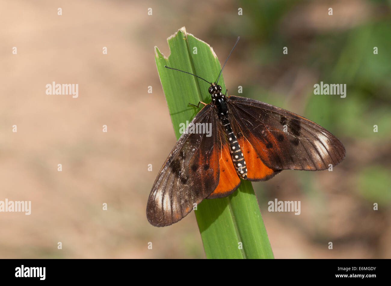 Butterfly ghana hi-res stock photography and images - Alamy