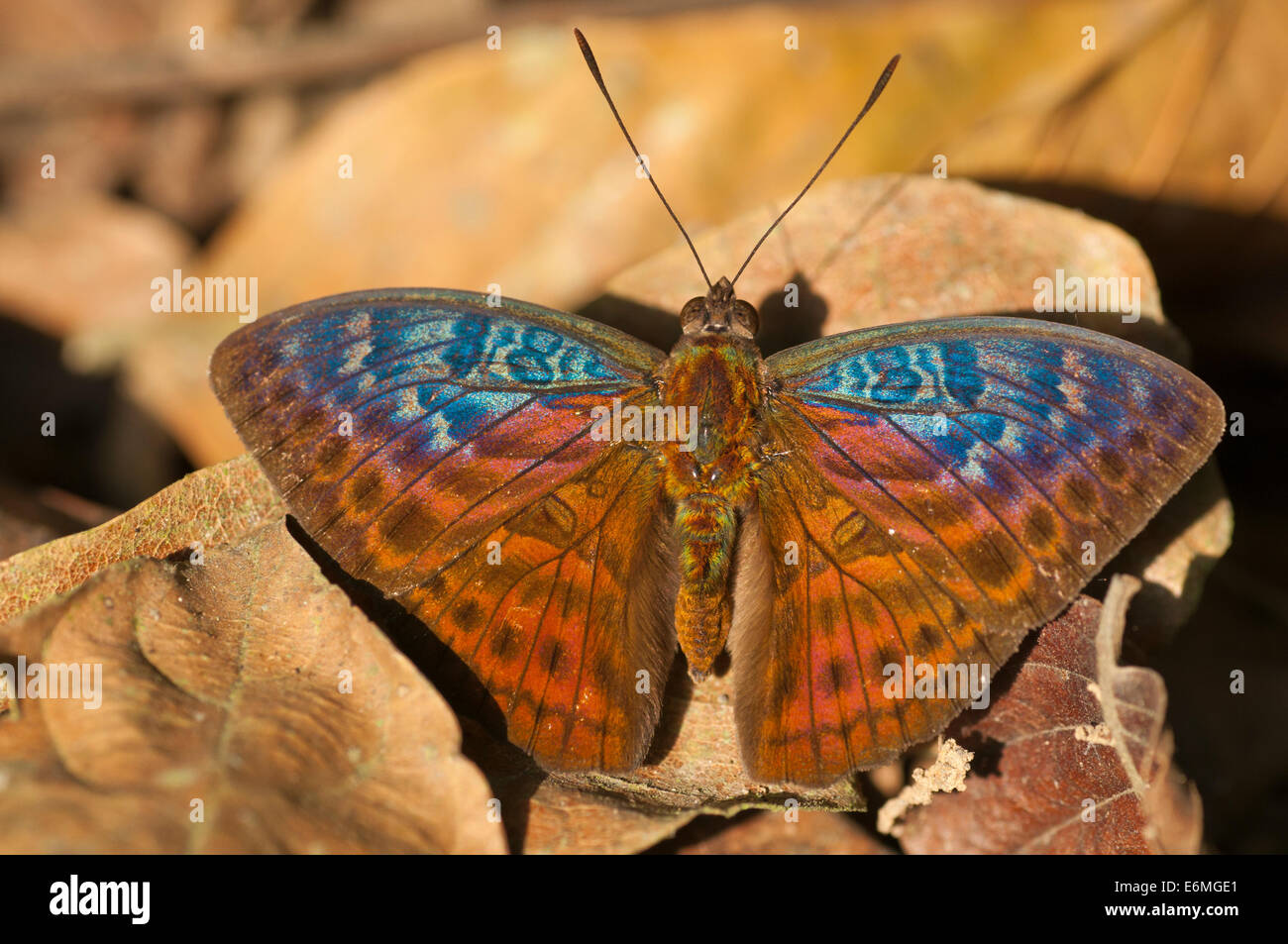 Bebearia hi-res stock photography and images - Alamy