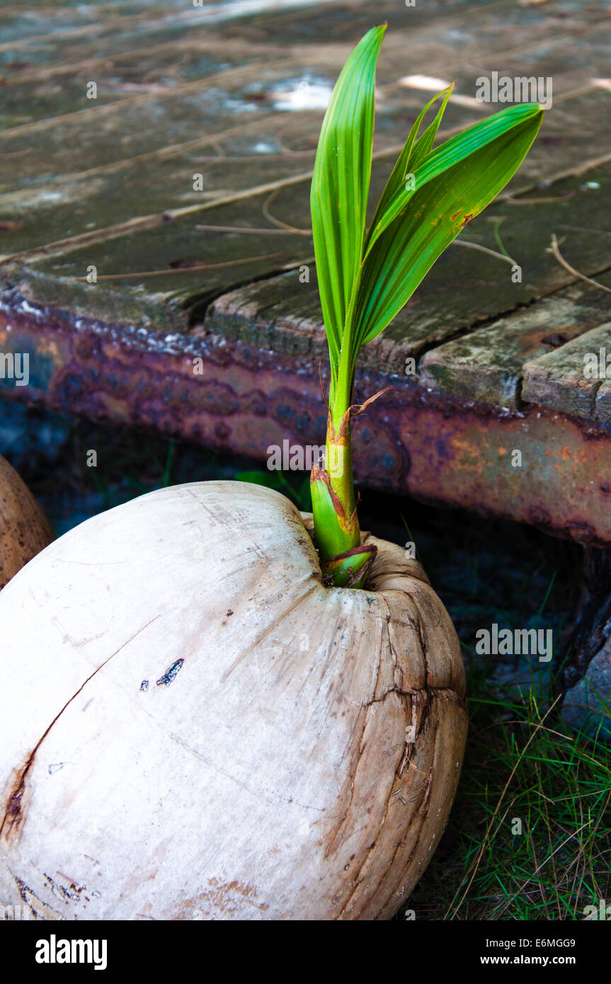 Coconut sprout hi-res stock photography and images - Alamy