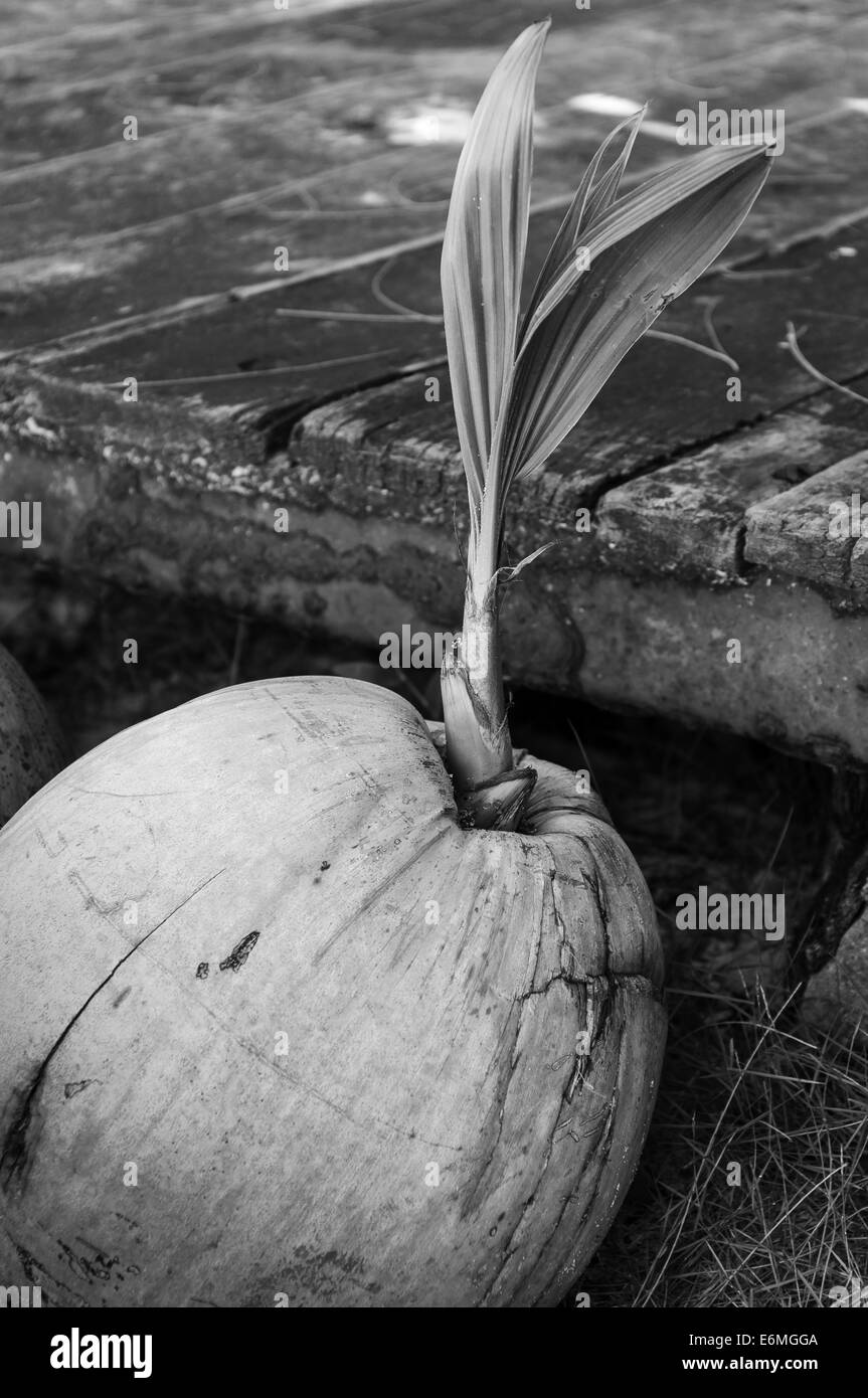 Close-up view of coconut sprout Stock Photo - Alamy