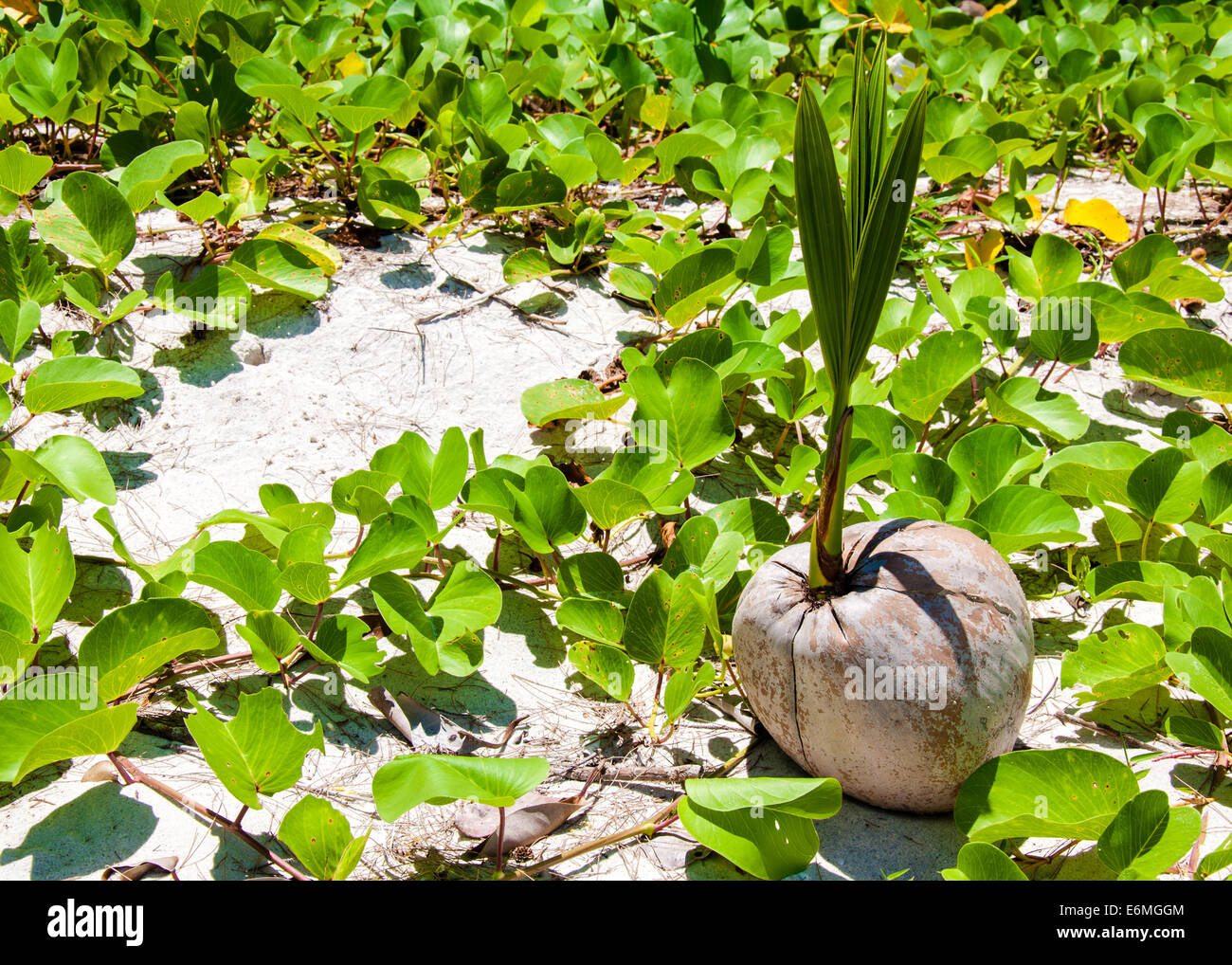 Close-up view of coconut sprout Stock Photo - Alamy