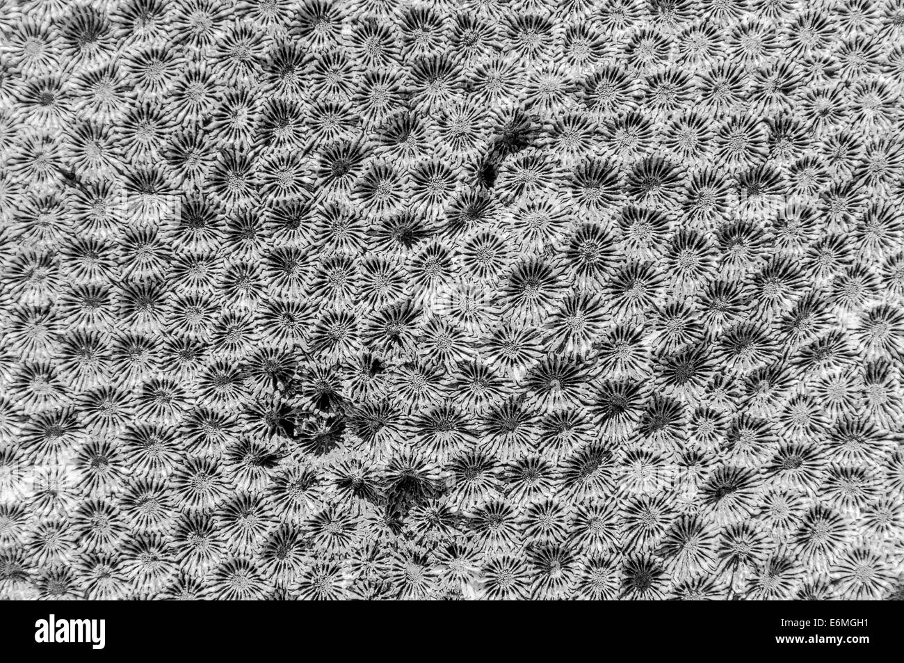 Fossil texture hi-res stock photography and images - Alamy