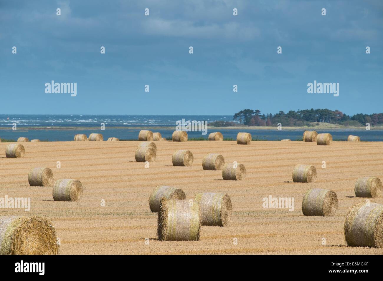Coastal stubble field with round bales, Wells-next-the-sea, England ...
