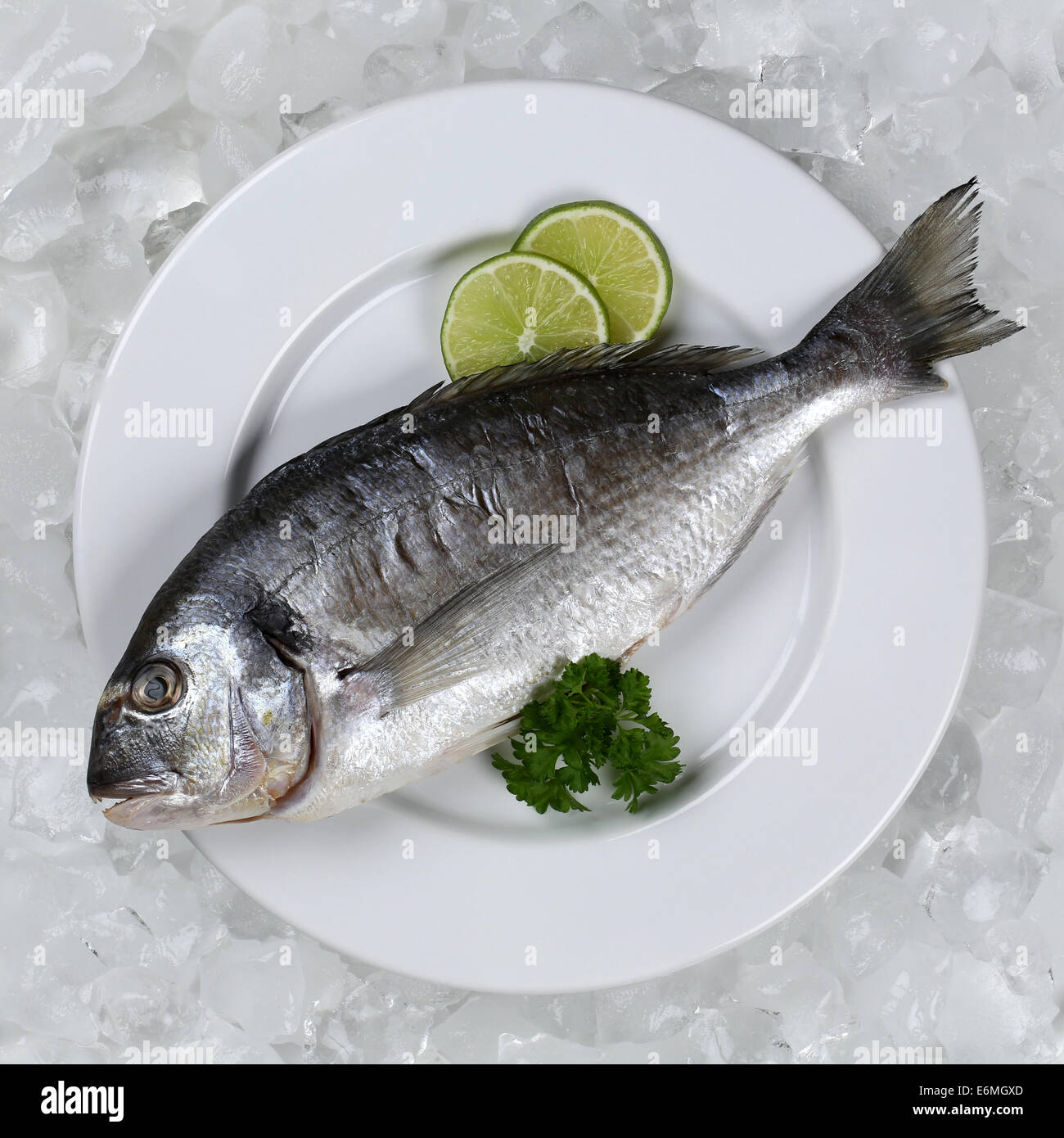 Fresh fish gilthead on a plate on ice from above Stock Photo - Alamy