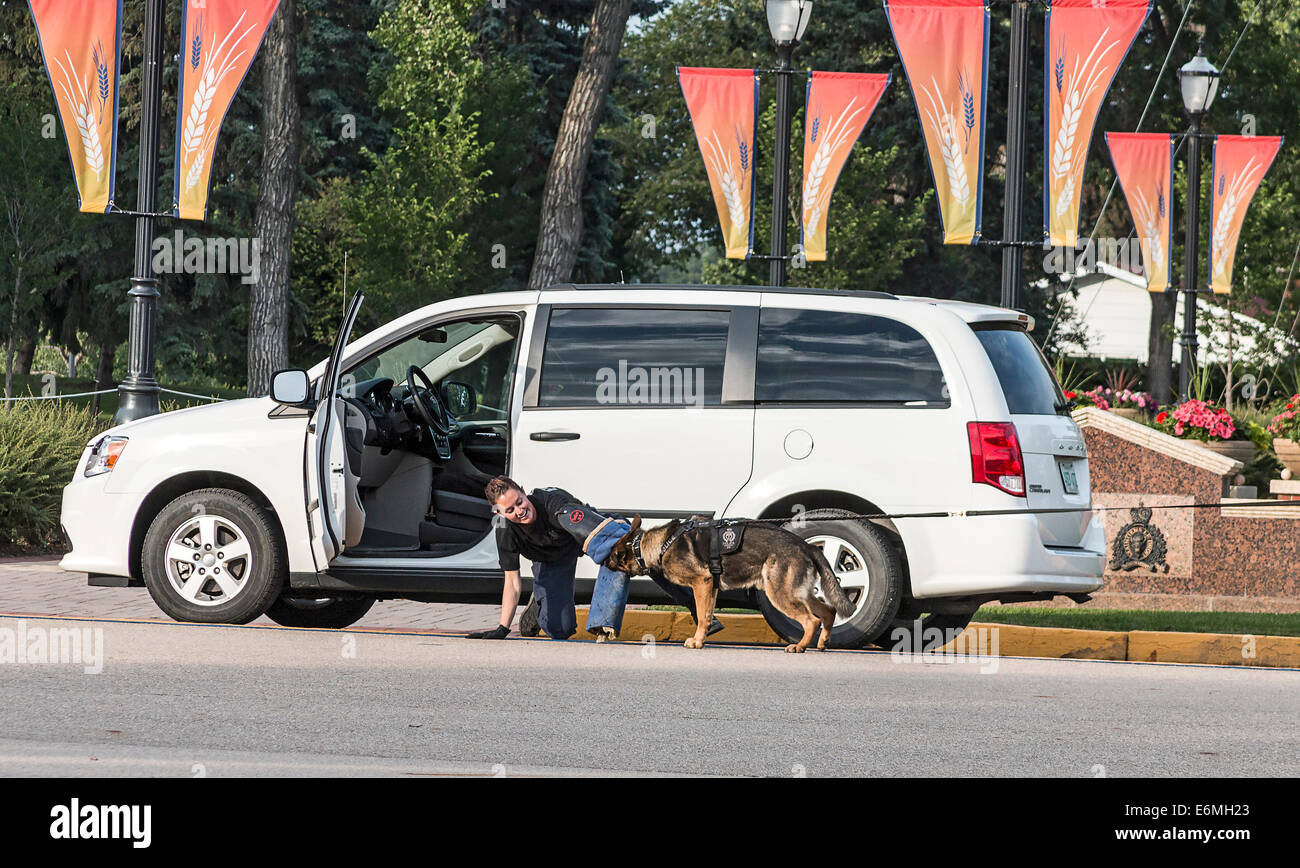 Police dog handling demonstration where the dog subdues a suspect at ...