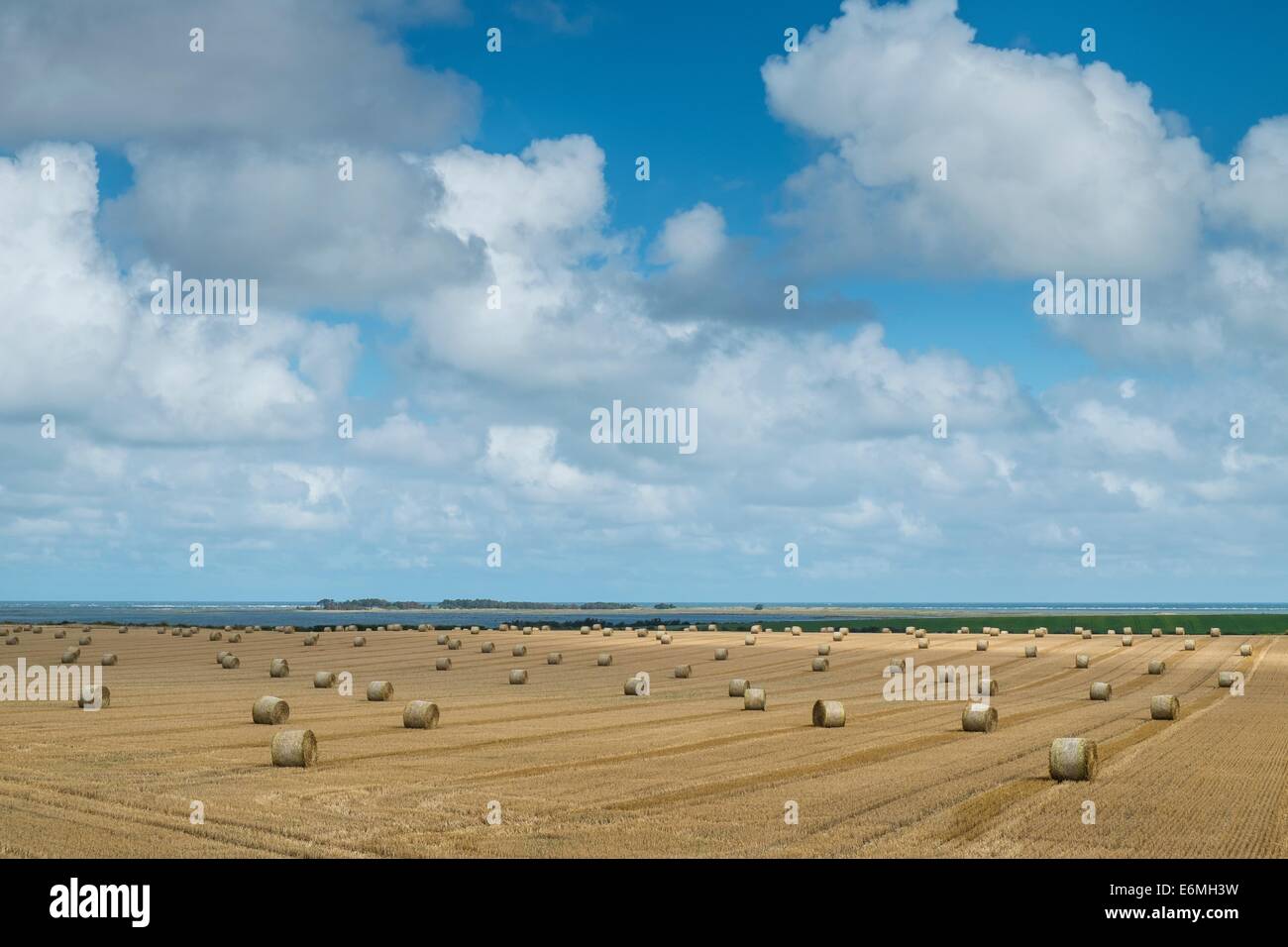 Coastal stubble field with round bales, Wells-next-the-sea, England ...