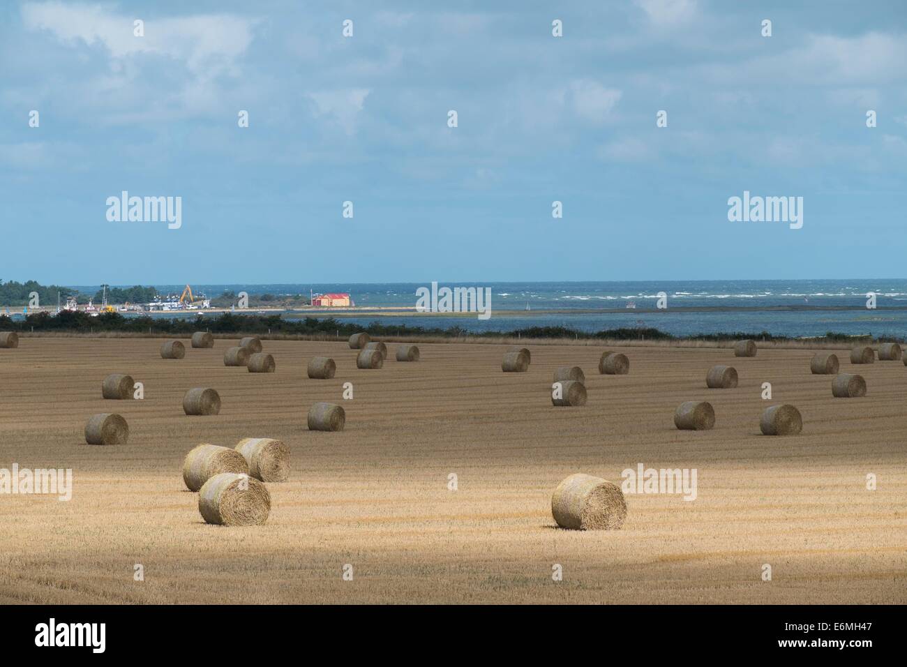Coastal stubble field with round bales, Wells-next-the-sea, England ...
