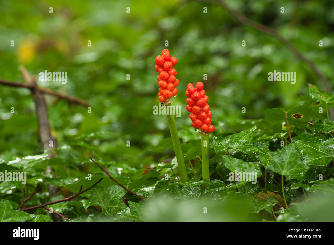 cluster of bright red orange berries of cuckoo pint on woodland ...