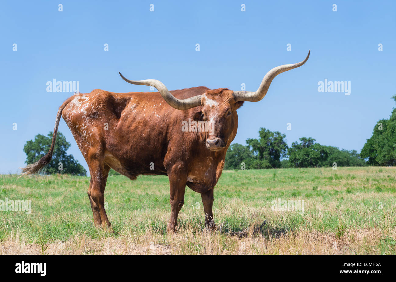 Texas longhorn hi-res stock photography and images - Alamy