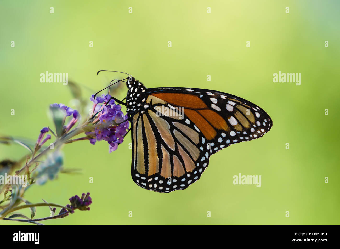 Danaus Plexippus Migration High Resolution Stock Photography and Images ...