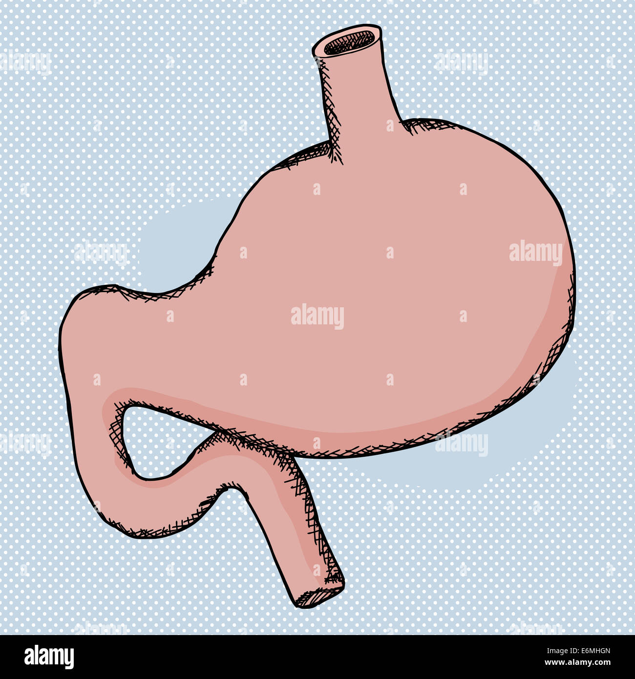 Hand drawn human stomach over blue background Stock Photo - Alamy