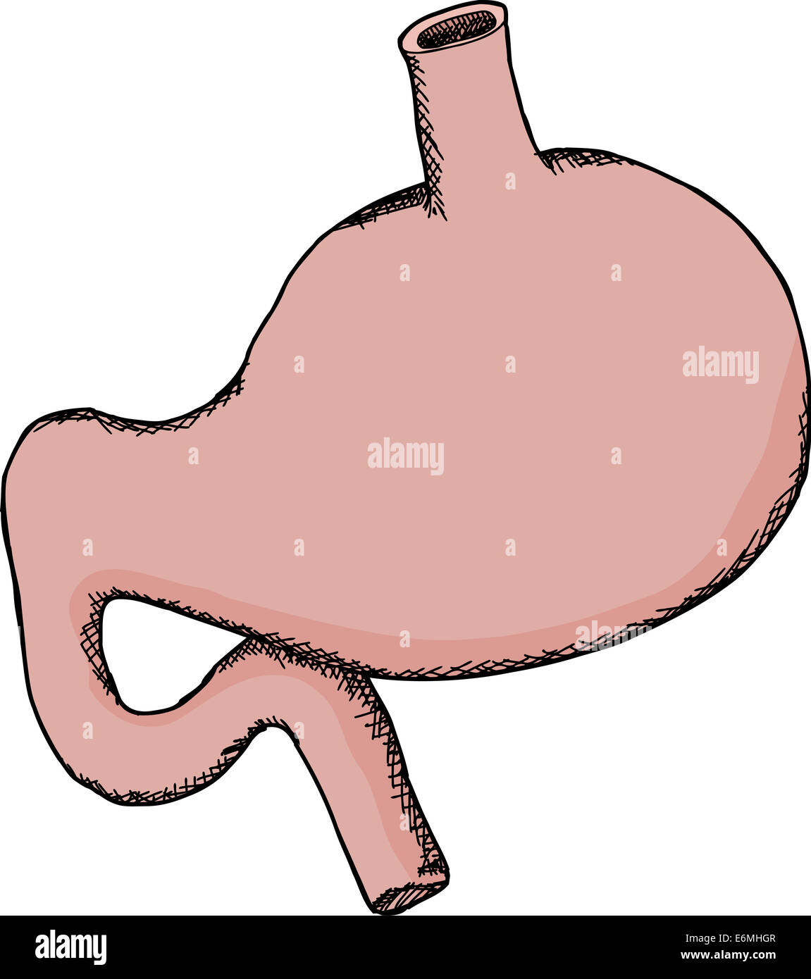 Isolated cartoon human stomach over white background Stock Photo - Alamy