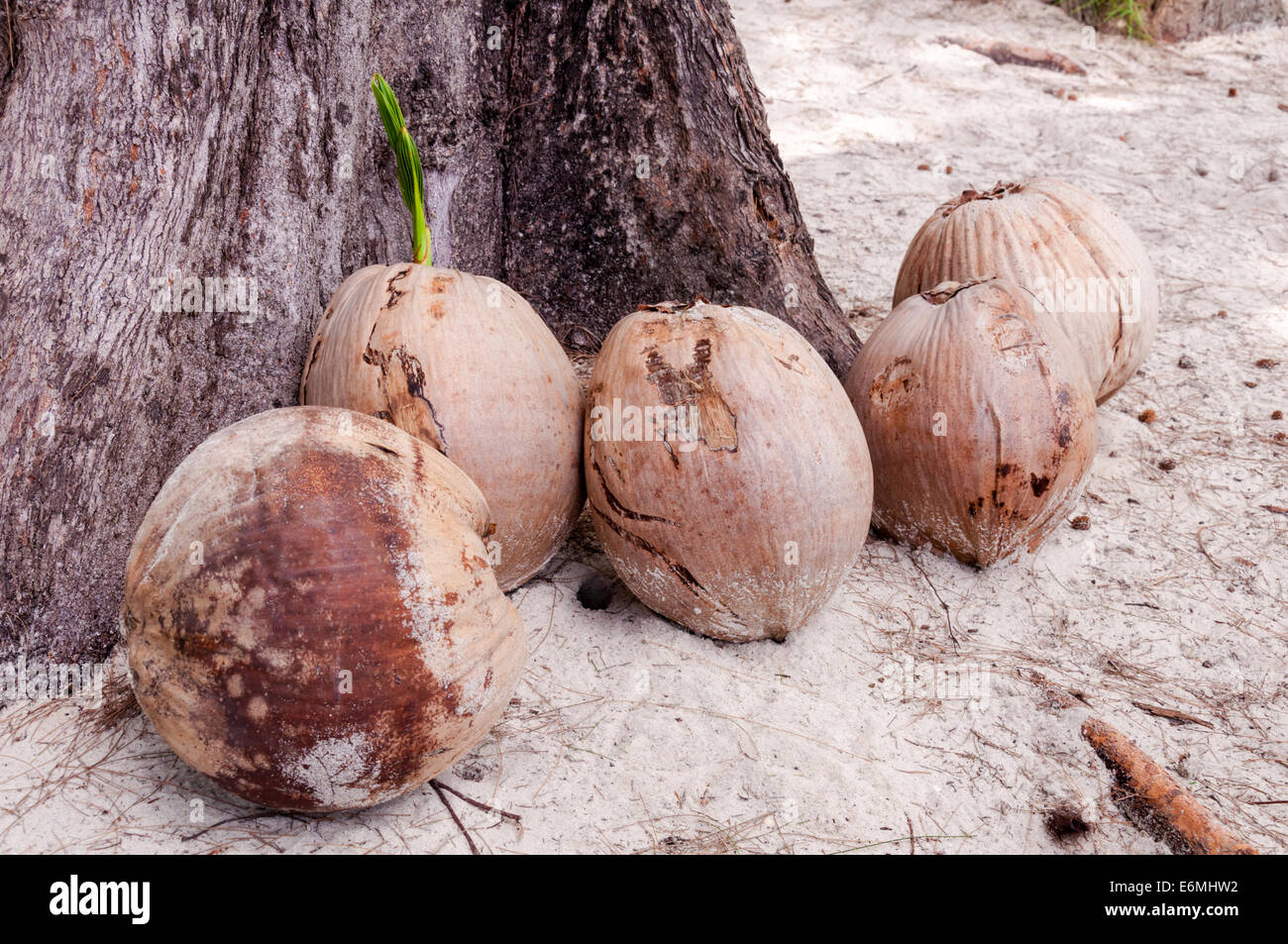 Sunny tropical beach coconuts hi-res stock photography and images - Alamy