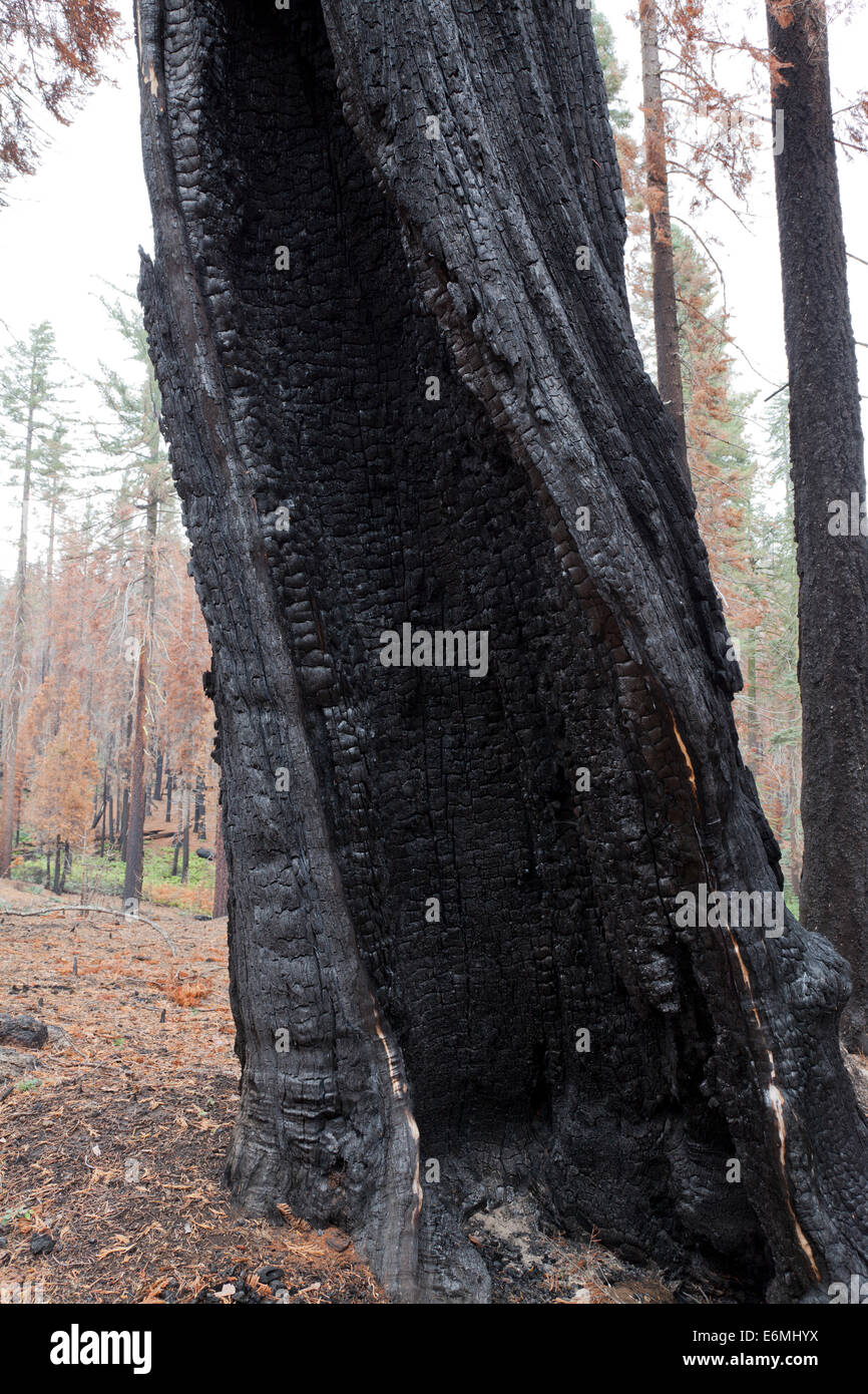 Charred tree trunks hi-res stock photography and images - Alamy