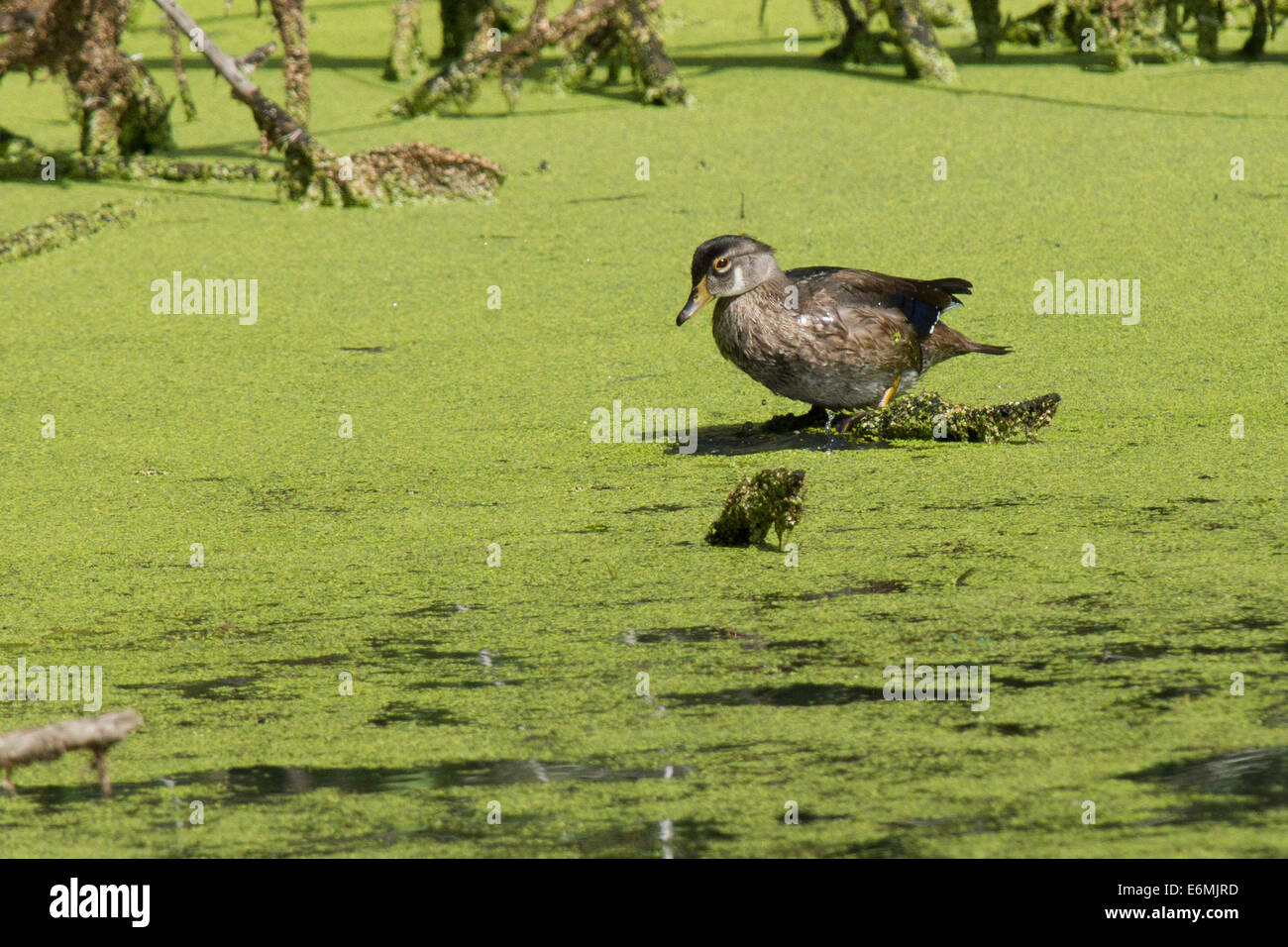 Duck in swamp Stock Photo - Alamy