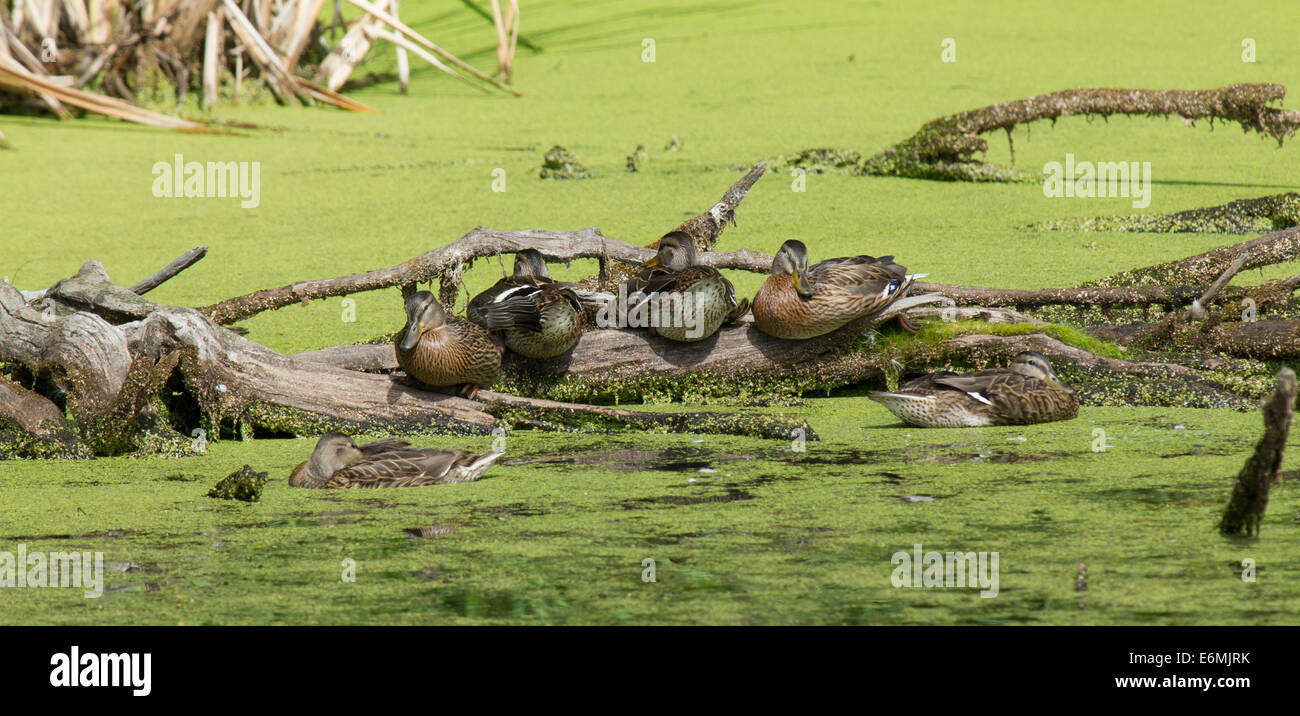 Ducks on a log hi-res stock photography and images - Alamy