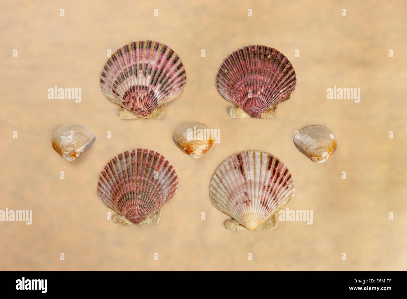 Fan shaped shells hi-res stock photography and images - Alamy